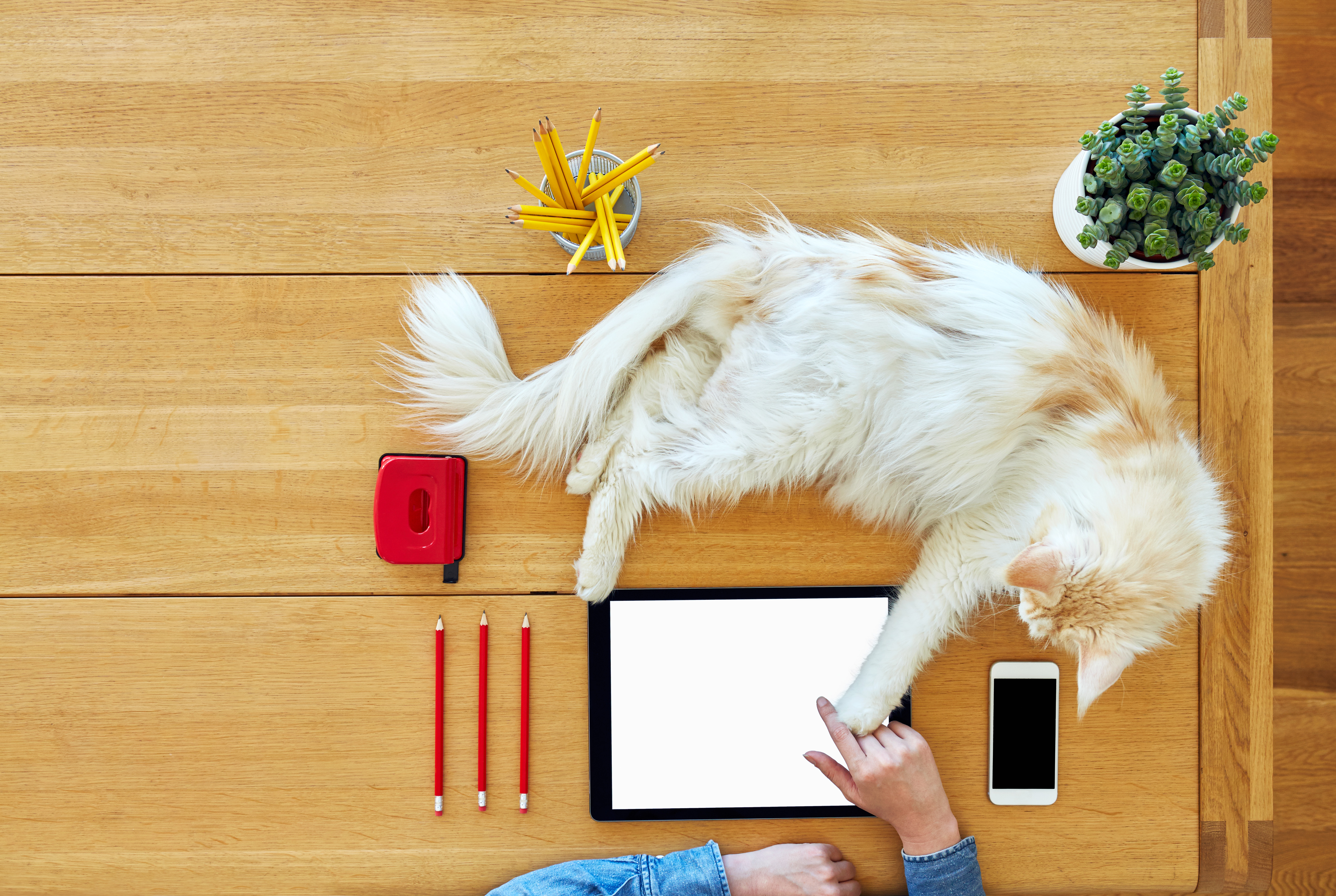 Young woman with cat touching digital tablet on wooden table | Beyond ...