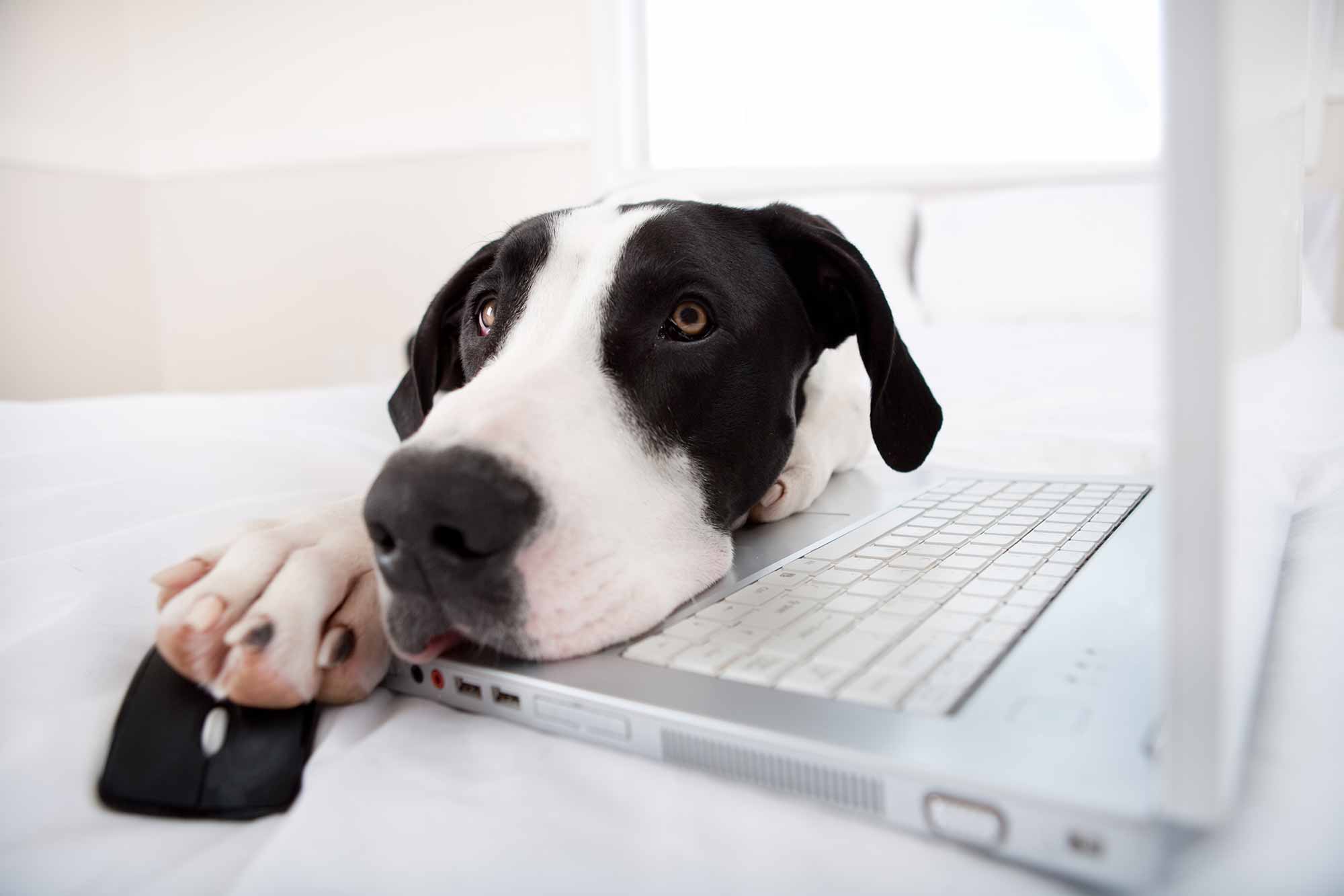 A black and white dog laying on a laptop | Beyond Indigo Pets