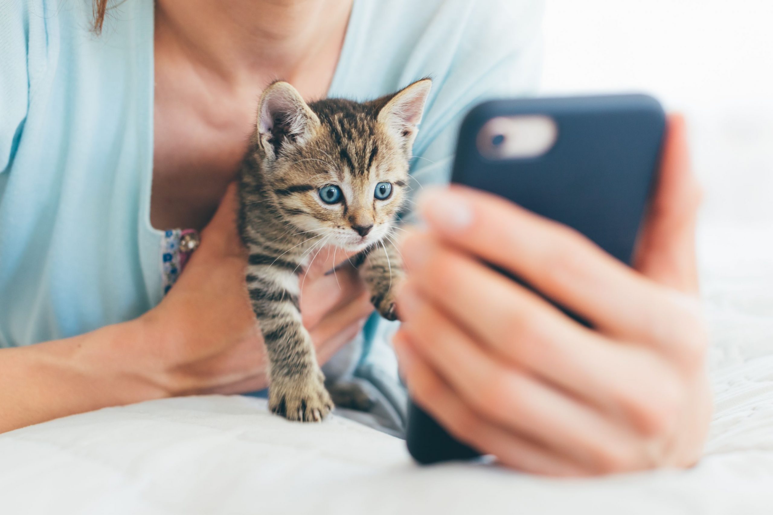A kitty using a phone | Beyond Indigo Pets