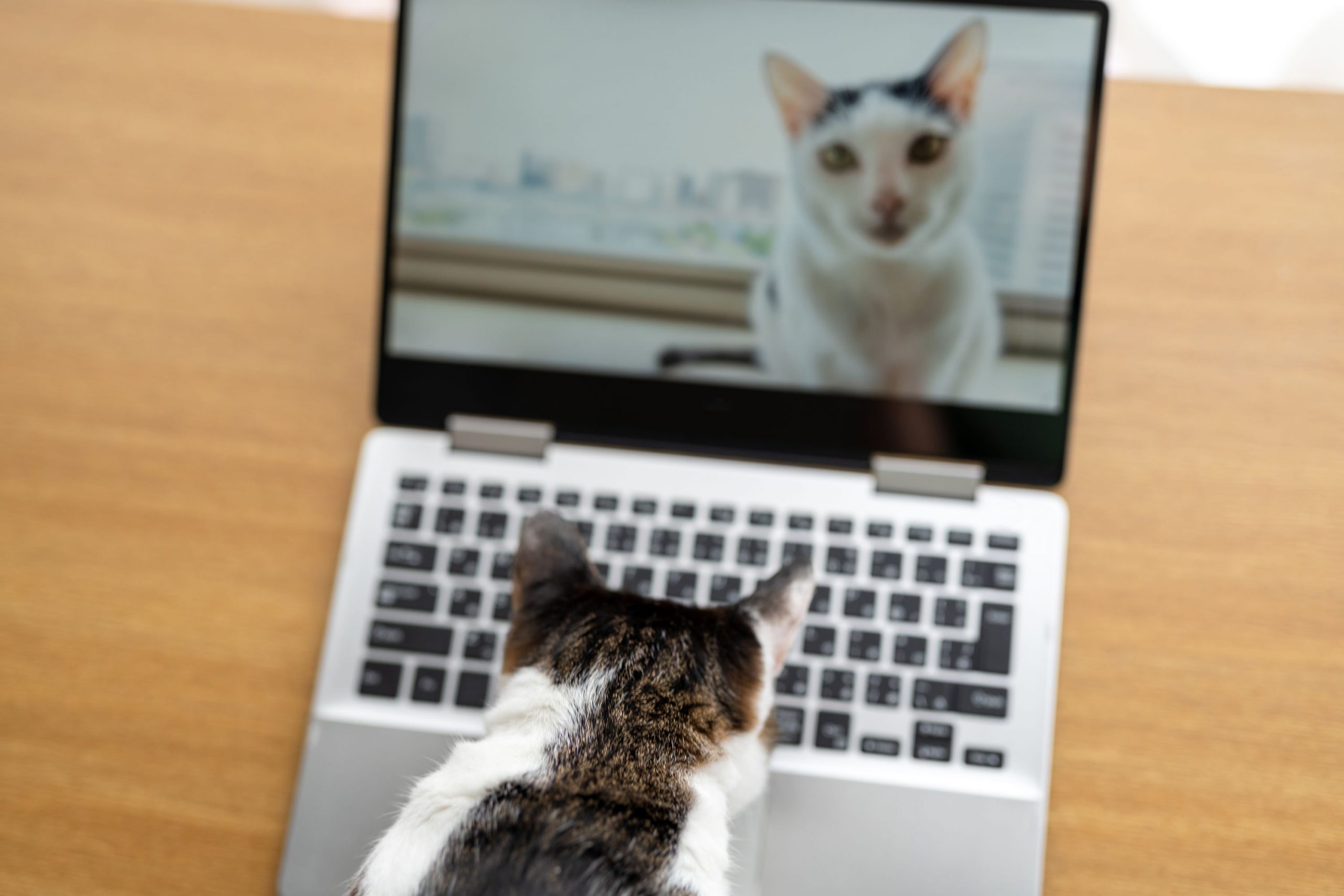 Cats on a video call | Beyond Indigo Pets