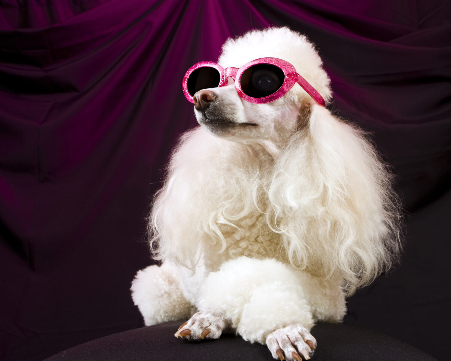 Engagement-Focused Veterinary Social Post Ideas for September | Beyond ...