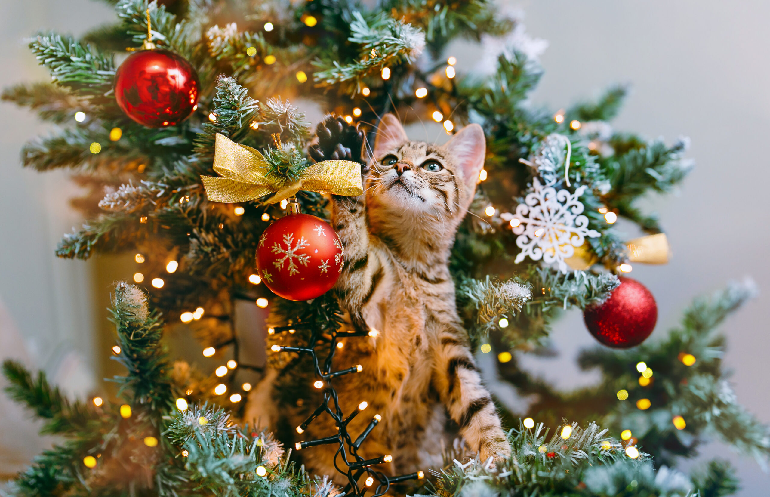 December Pet Social Media Ideas to Light Up Your Veterinary Marketing ...